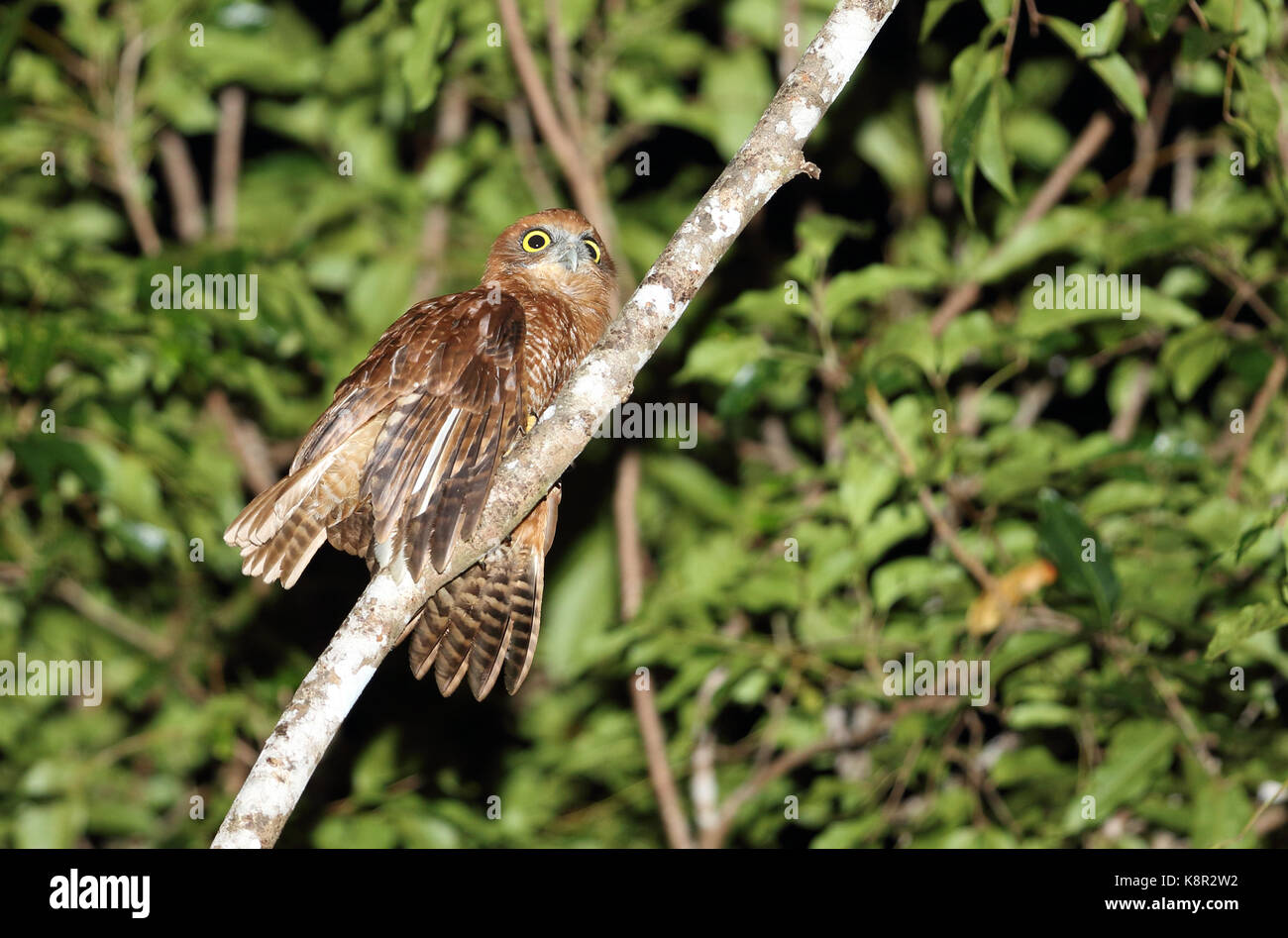 Boobook owls hi-res stock photography and images - Alamy