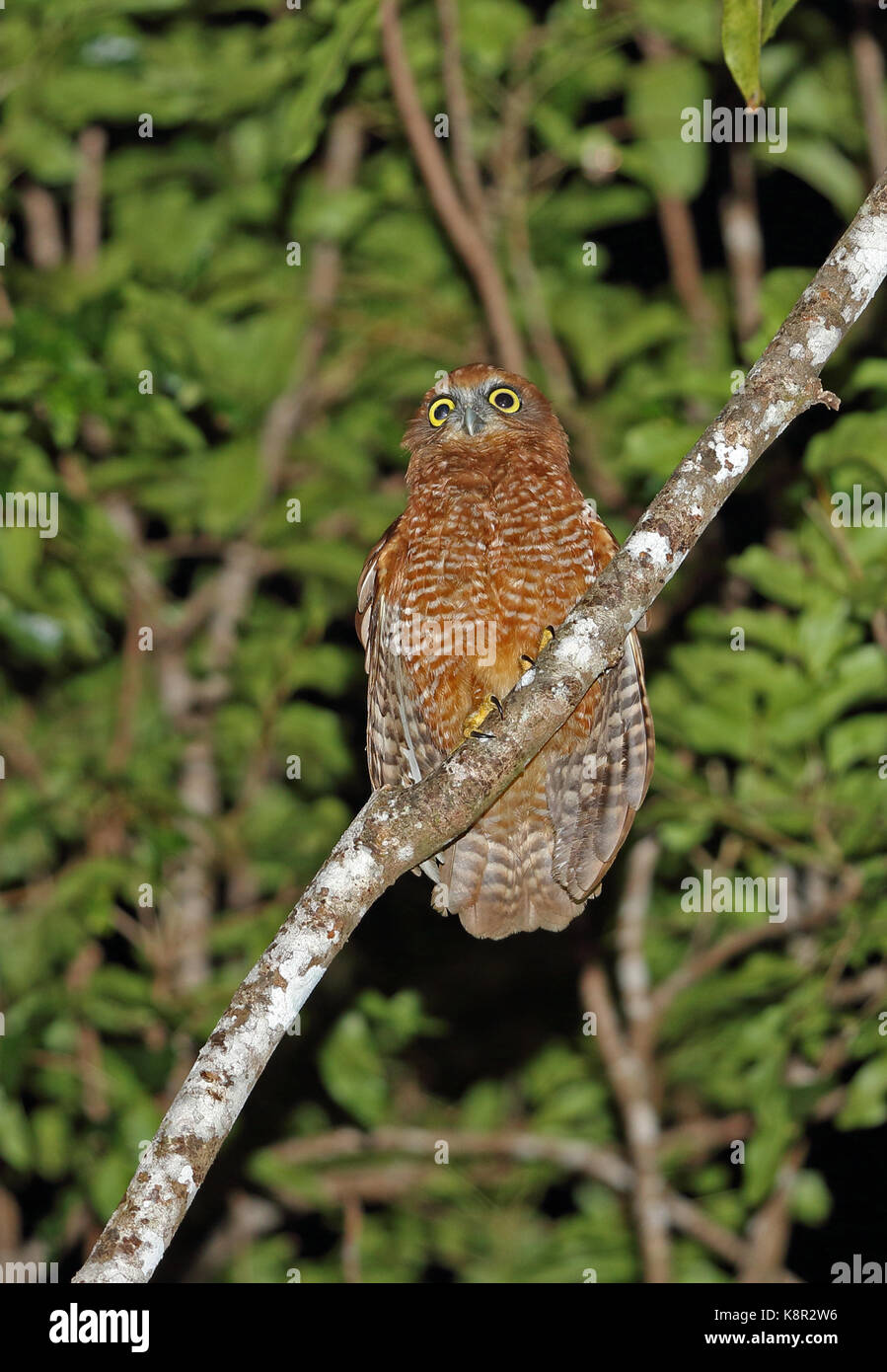 Australian boobook hi-res stock photography and images - Alamy