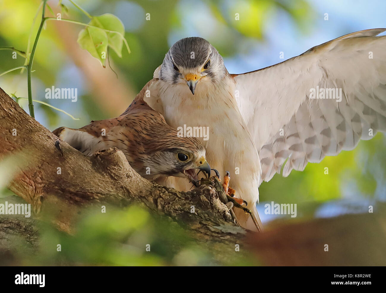 Nankeen Kestrel (Falco cenchroides cenchroides) adult pair courtship ...