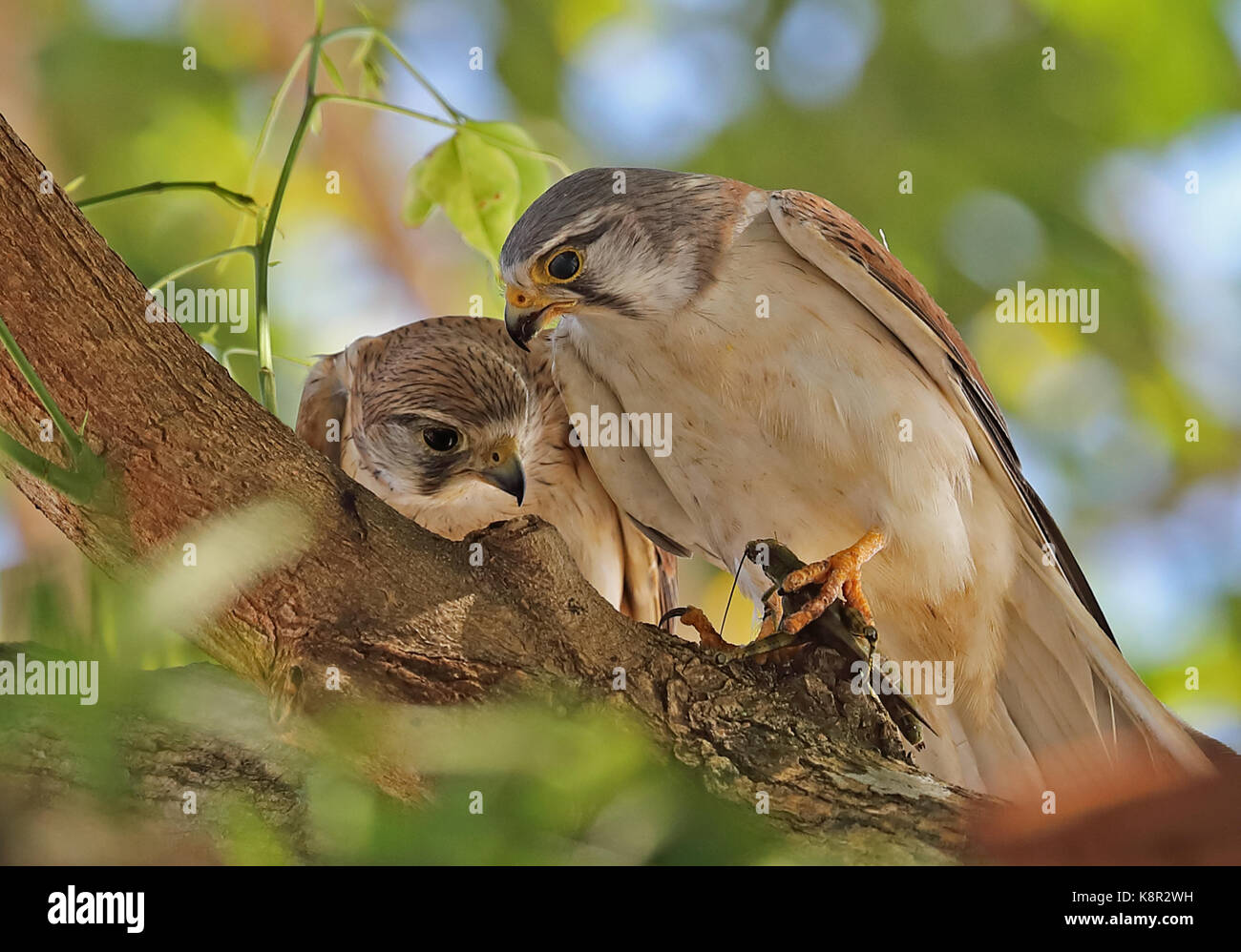 Australian kestrels hi-res stock photography and images - Alamy