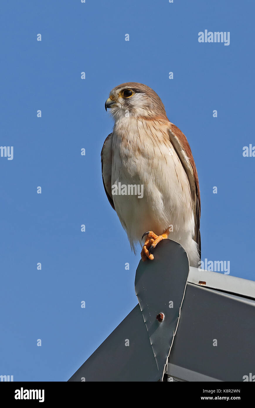 Nankeen Kestrel (Falco cenchroides cenchroides) adult female perched on ...