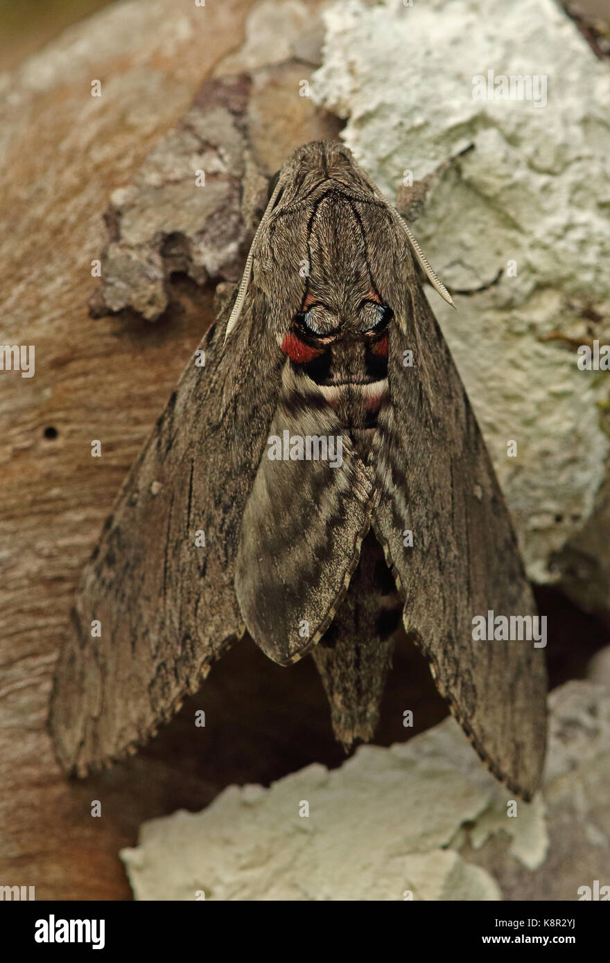 Australian moths hi-res stock photography and images - Alamy