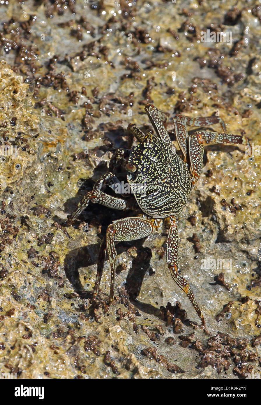 Grapsus Crab (Grapsus tenuicrustatus) adult on wet rock Christmas ...