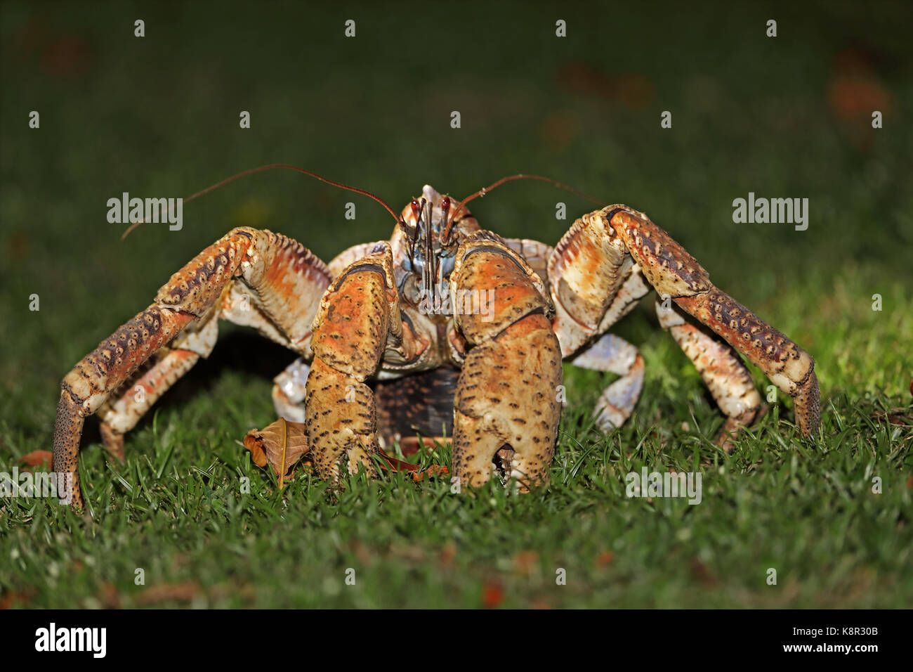 Robber Crab (Birgus latro) close up of adult at night Christmas Island ...
