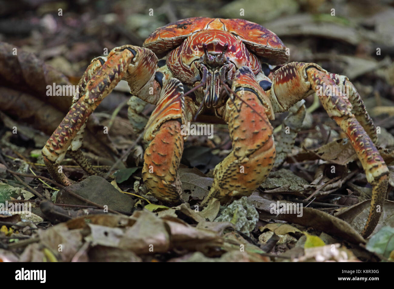 Robber Crab (Birgus latro) close up of adult Christmas Island ...