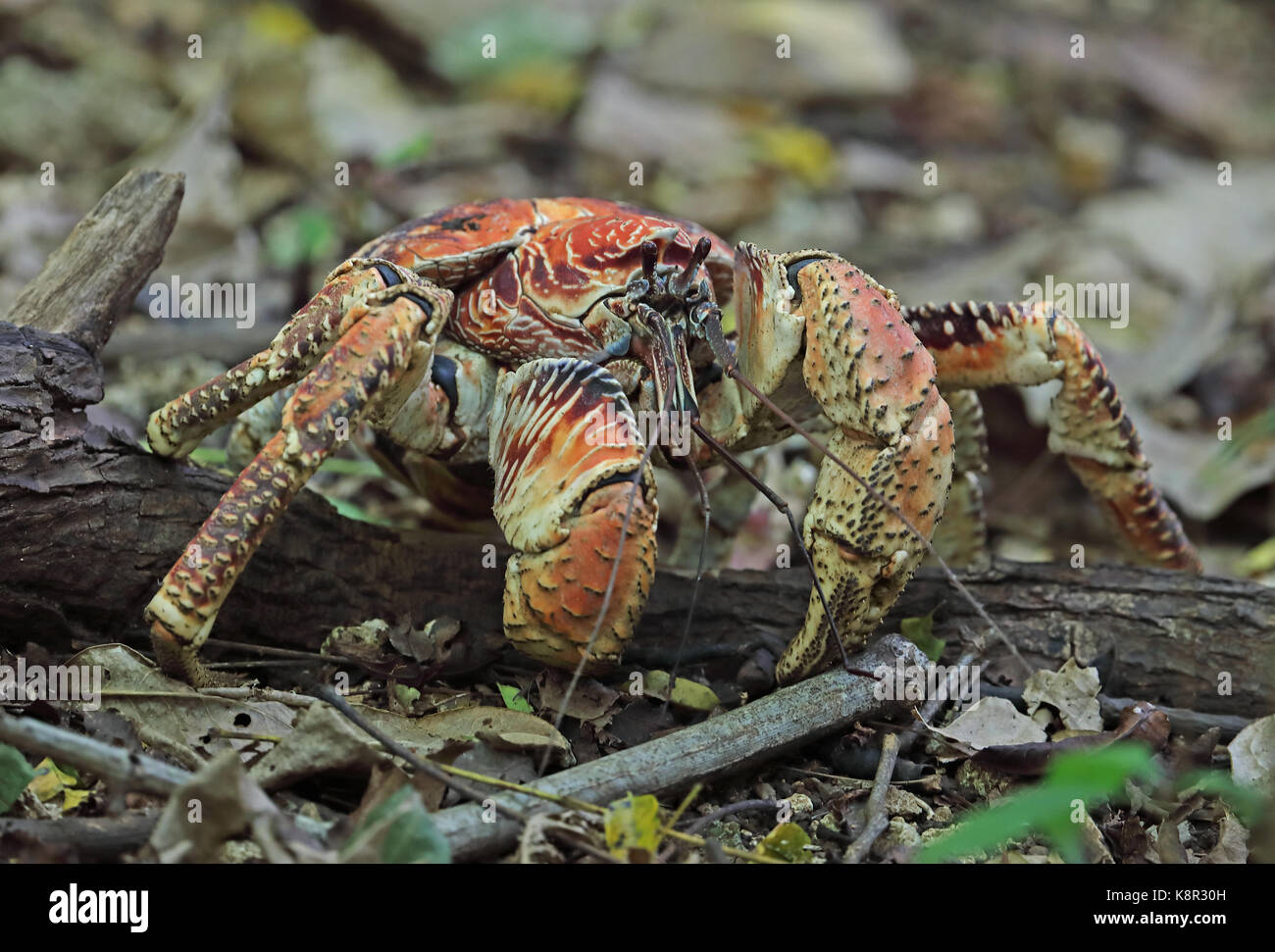 Robber Crab (Birgus latro) close up of adult Christmas Island ...