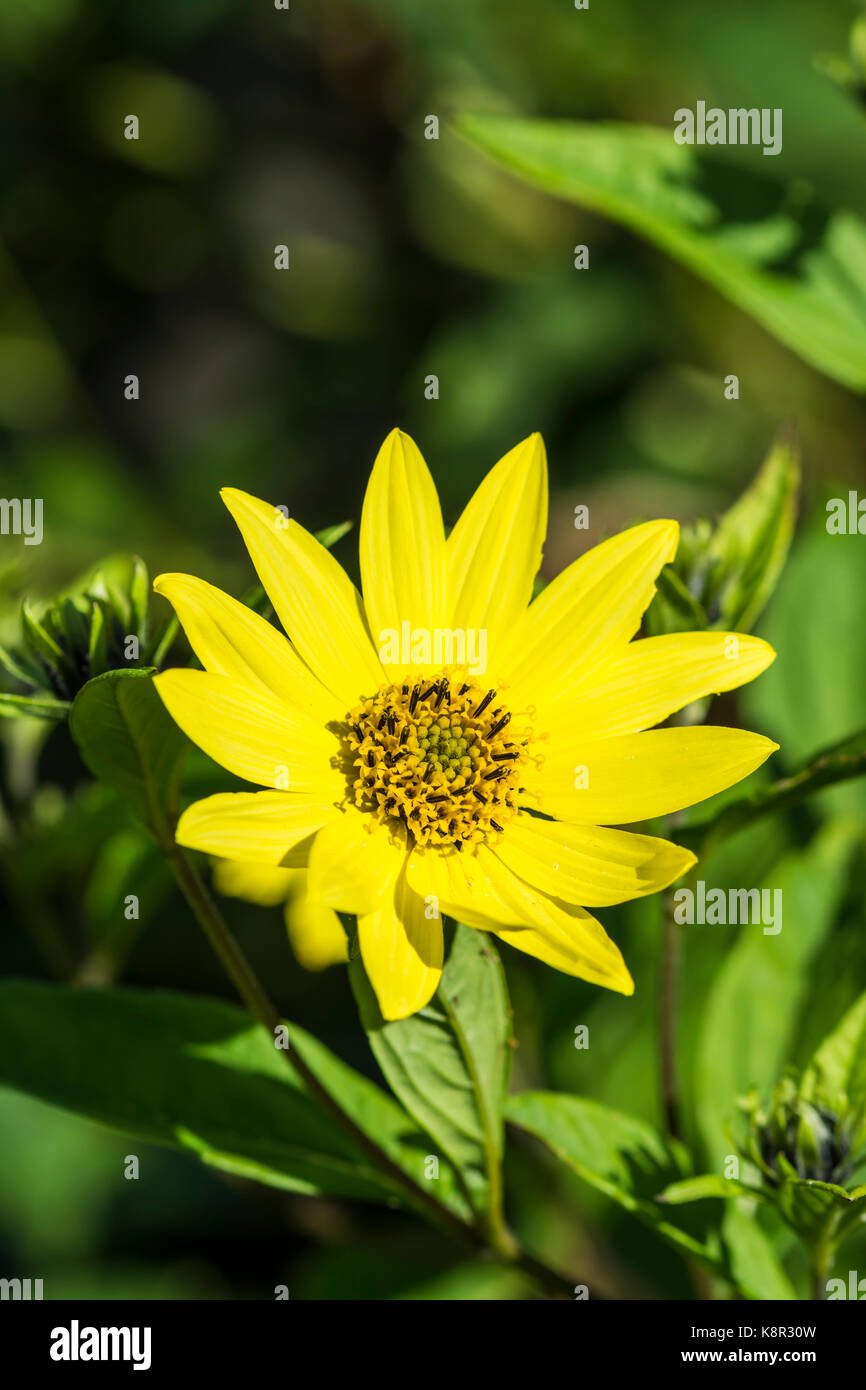 Helianthus sunflower yellow hi-res stock photography and images - Alamy