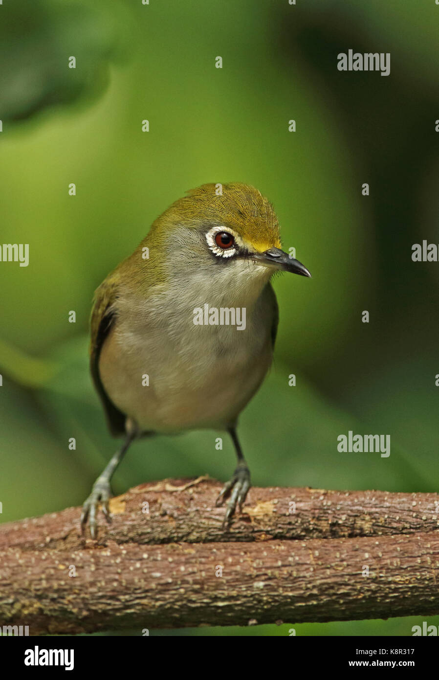 Zosterops natalis hi-res stock photography and images - Alamy