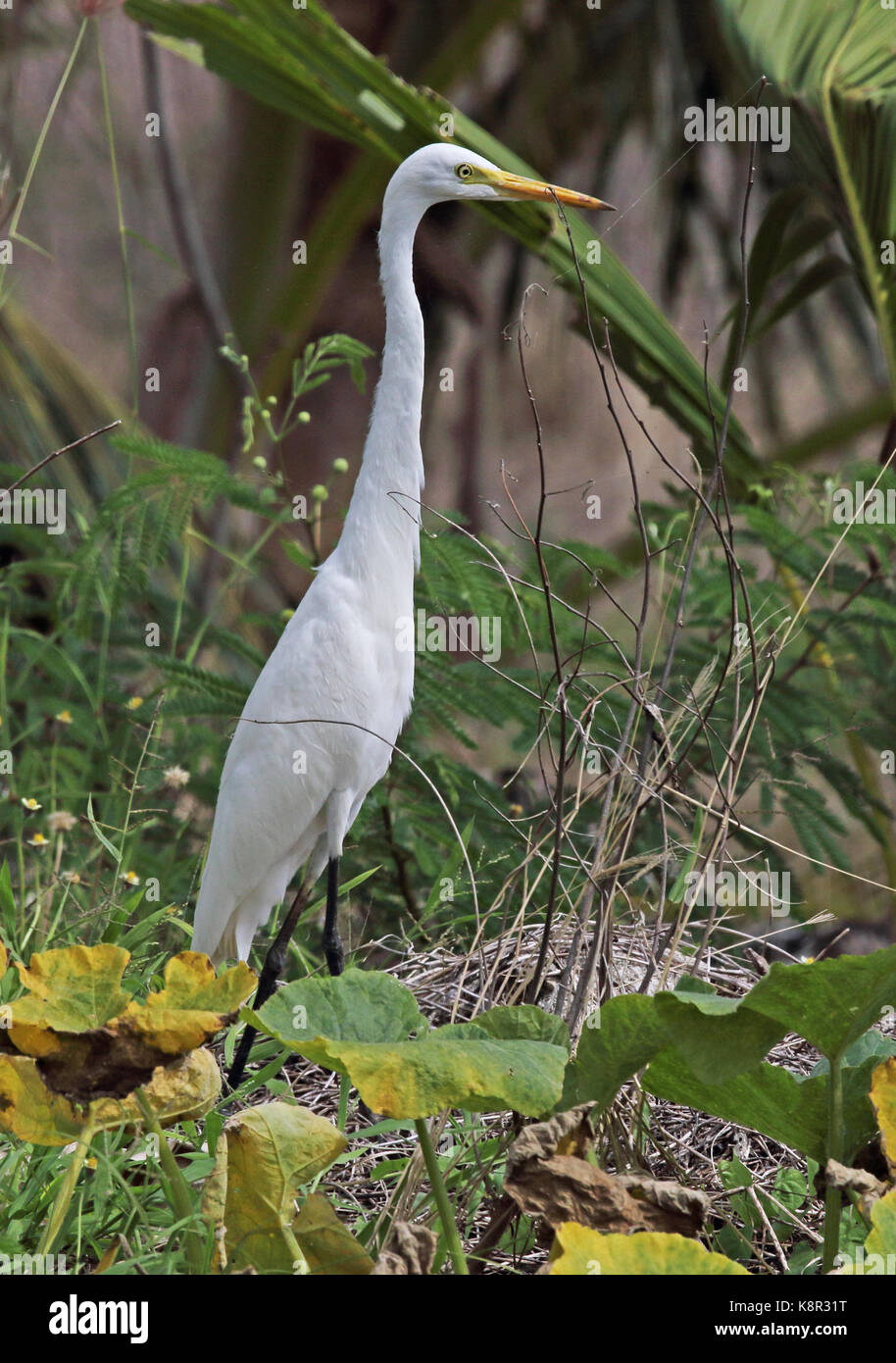 Australian egret hi-res stock photography and images - Alamy