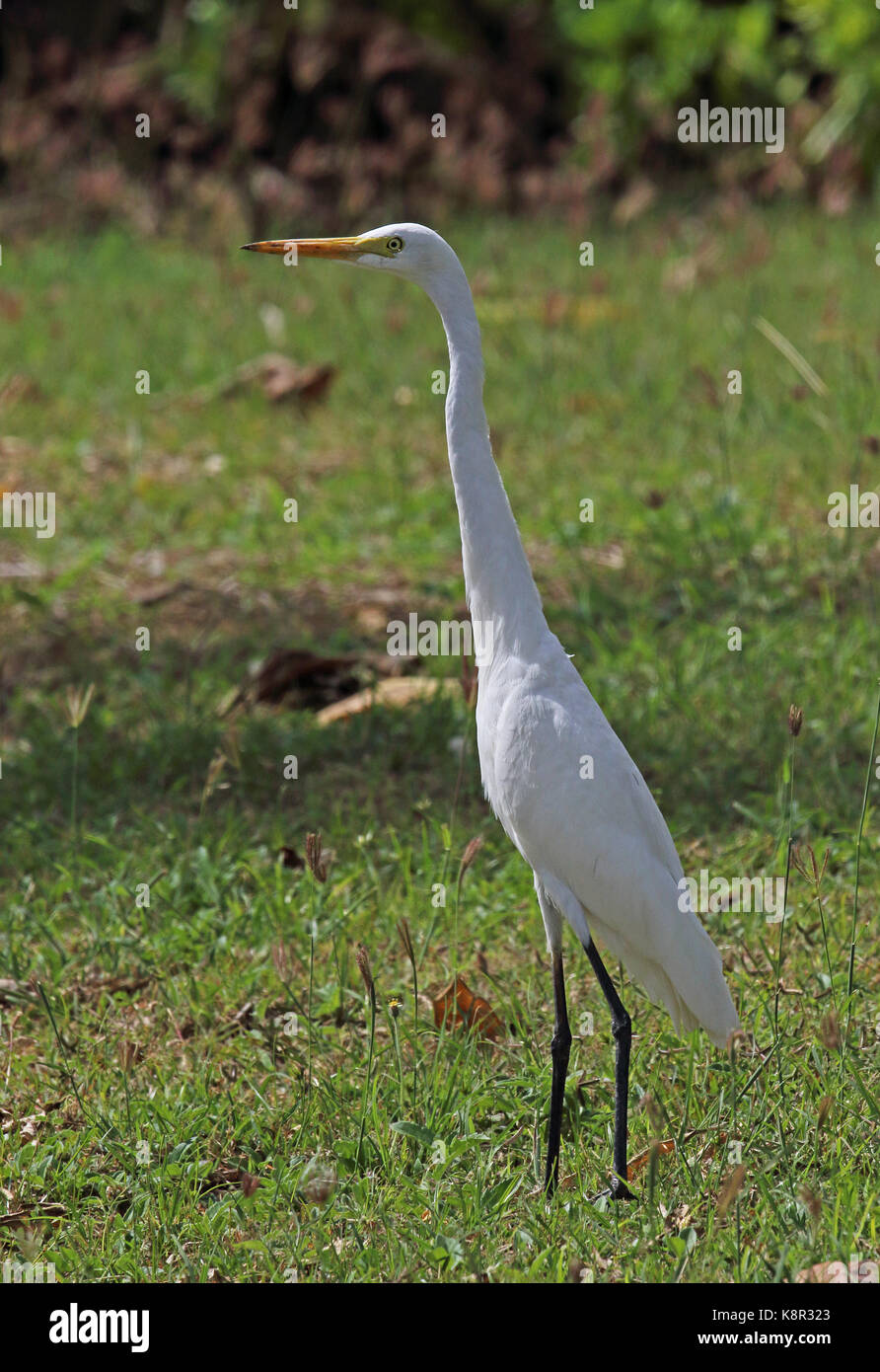 Australian egrets hi-res stock photography and images - Alamy