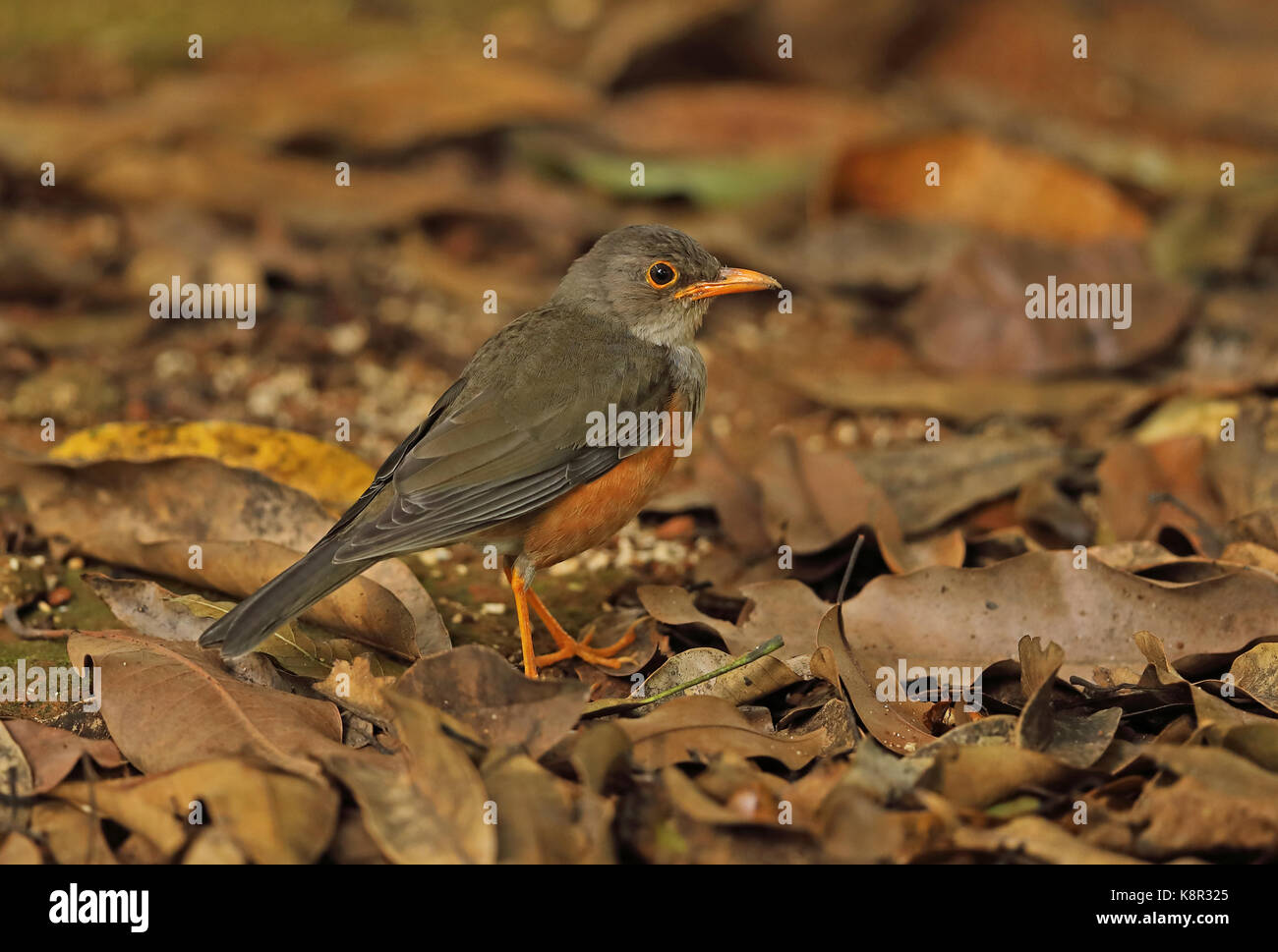Island Thrush (Turdus poliocephalus erythropleurus) adult standing on ...