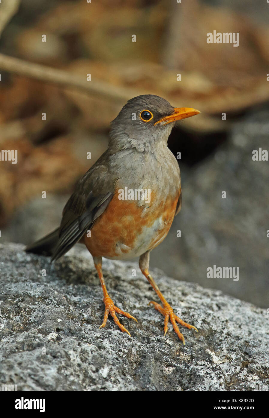 Passerine australia hi-res stock photography and images - Alamy