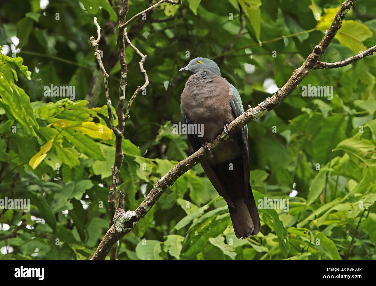 Island imperial pigeons hi-res stock photography and images - Alamy