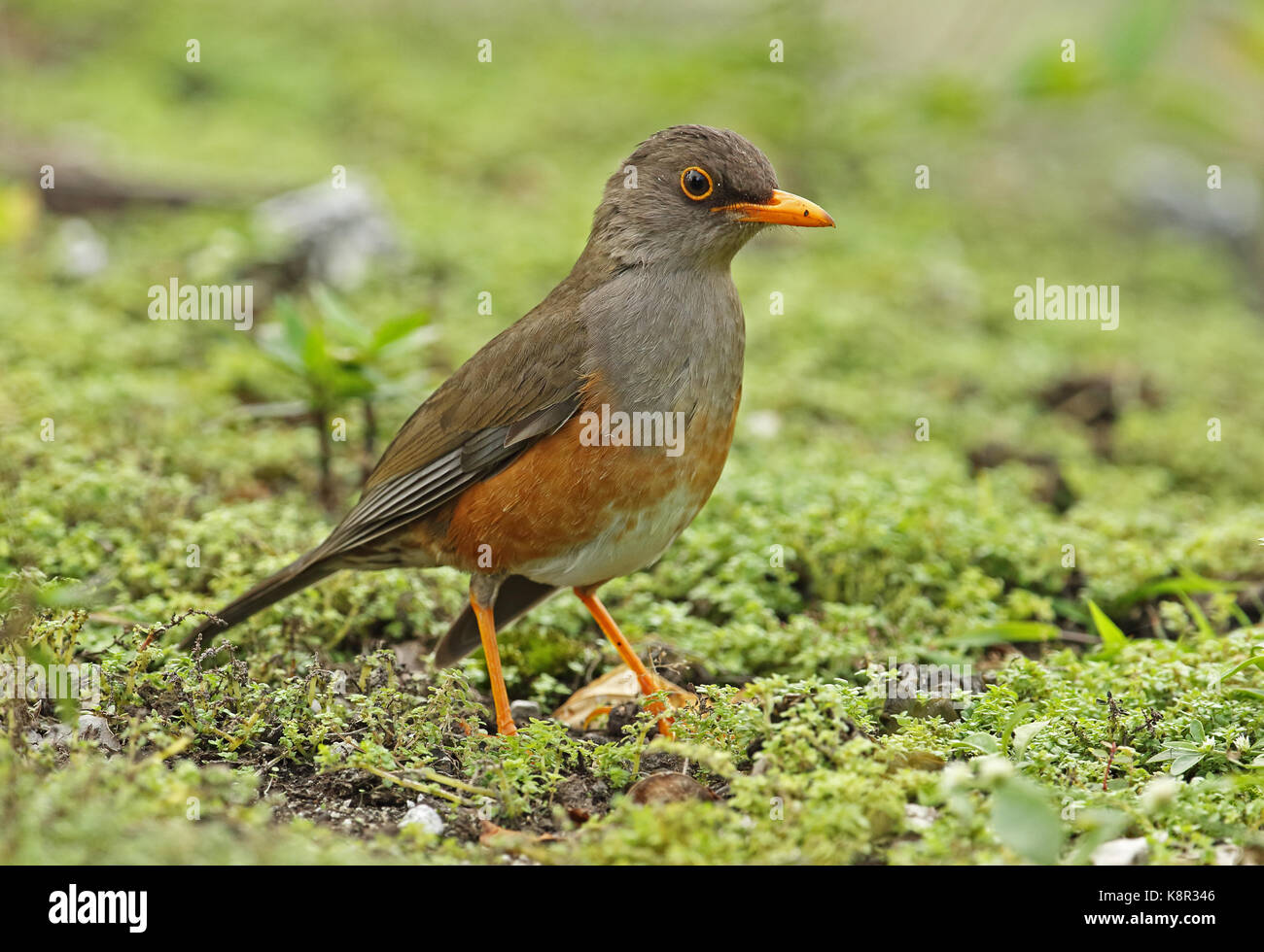 Erythroplrurus hi-res stock photography and images - Alamy