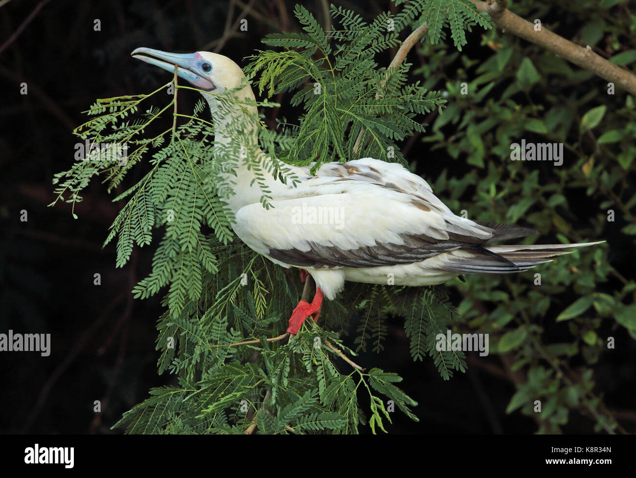 Red-footed Booby (Sula sula rubripes) adult breaking twig for nest ...