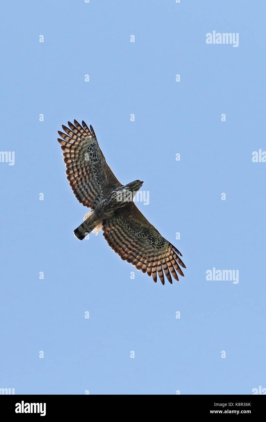 Changeable Hawk-eagle (Nisaetus cirrhatus limnaeetus) adult in flight ...