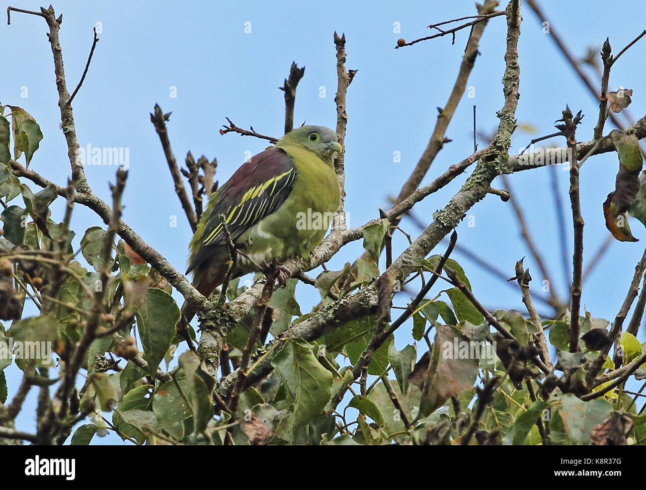 Grey-cheeked Green-pigeon (Treron griseicauda griseicauda) adult male ...