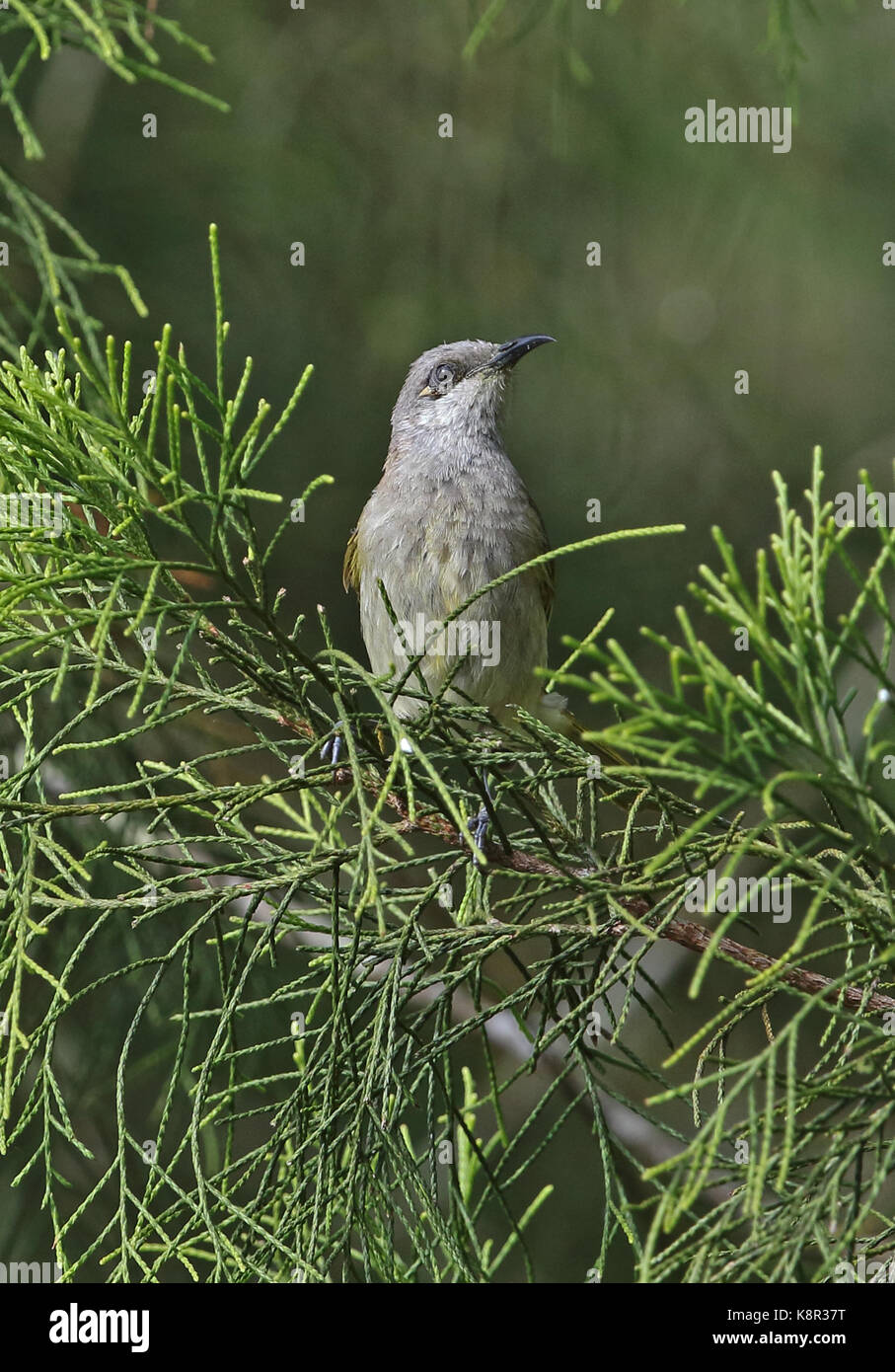 Limbata hi-res stock photography and images - Alamy