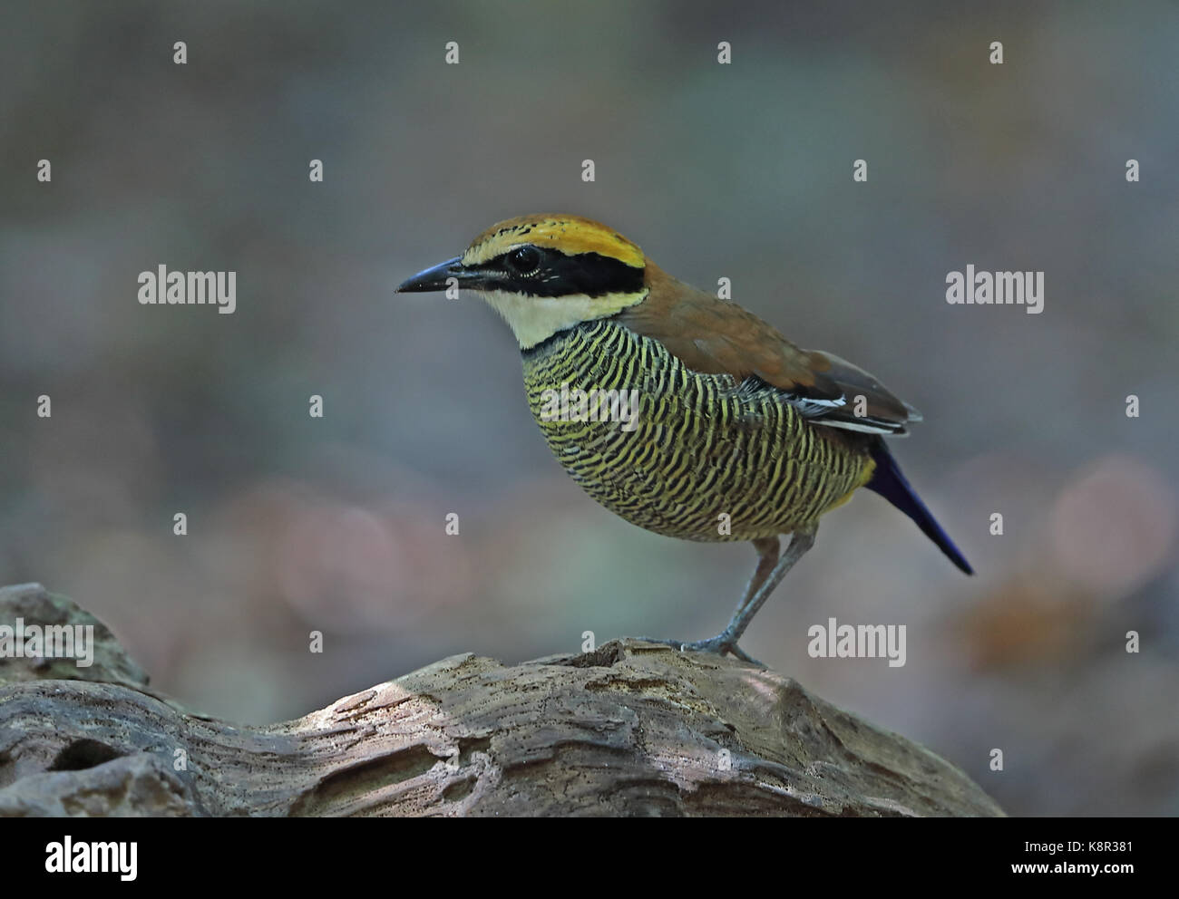 Javan Banded Pitta (Hydrornis guajanus) adult female standing on fallen ...