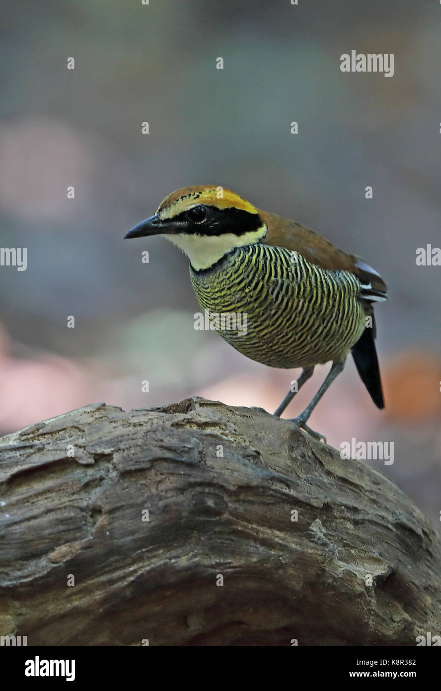 Javan Banded Pitta (Hydrornis guajanus) adult female standing on fallen ...