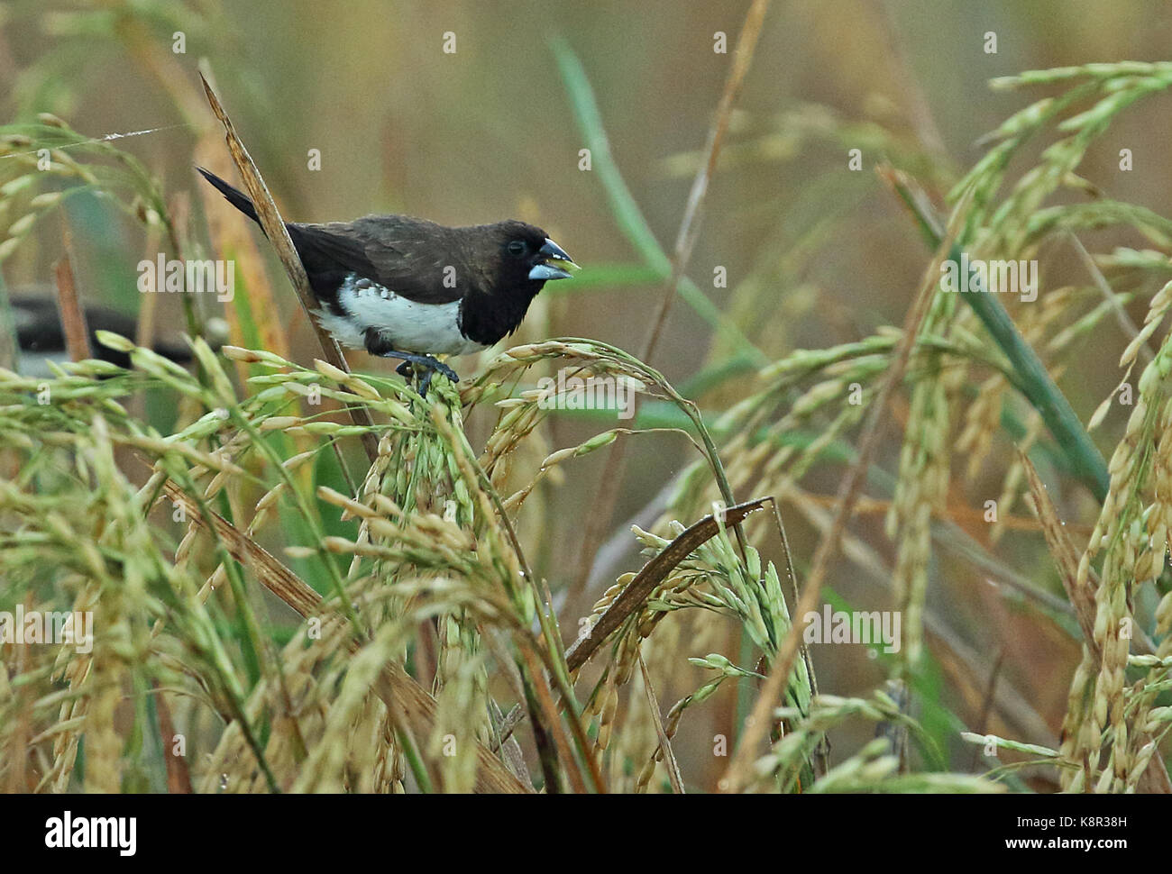 Javan Munia (Lonchura leucogastroides) adult feeding on rice Bali ...