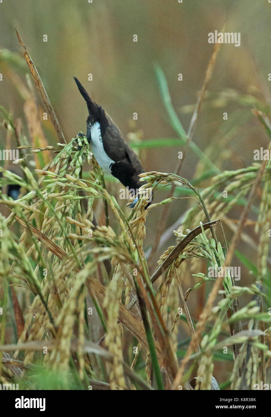 Javan Munia (Lonchura leucogastroides) adult feeding on rice Bali ...
