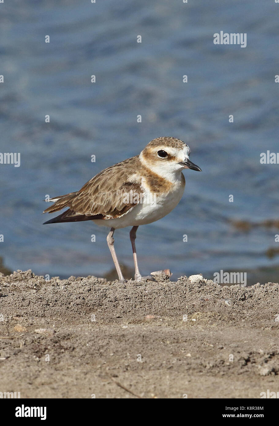 Javan Plover (Charadrius javanicus) adult female on bank of shrip ponds ...
