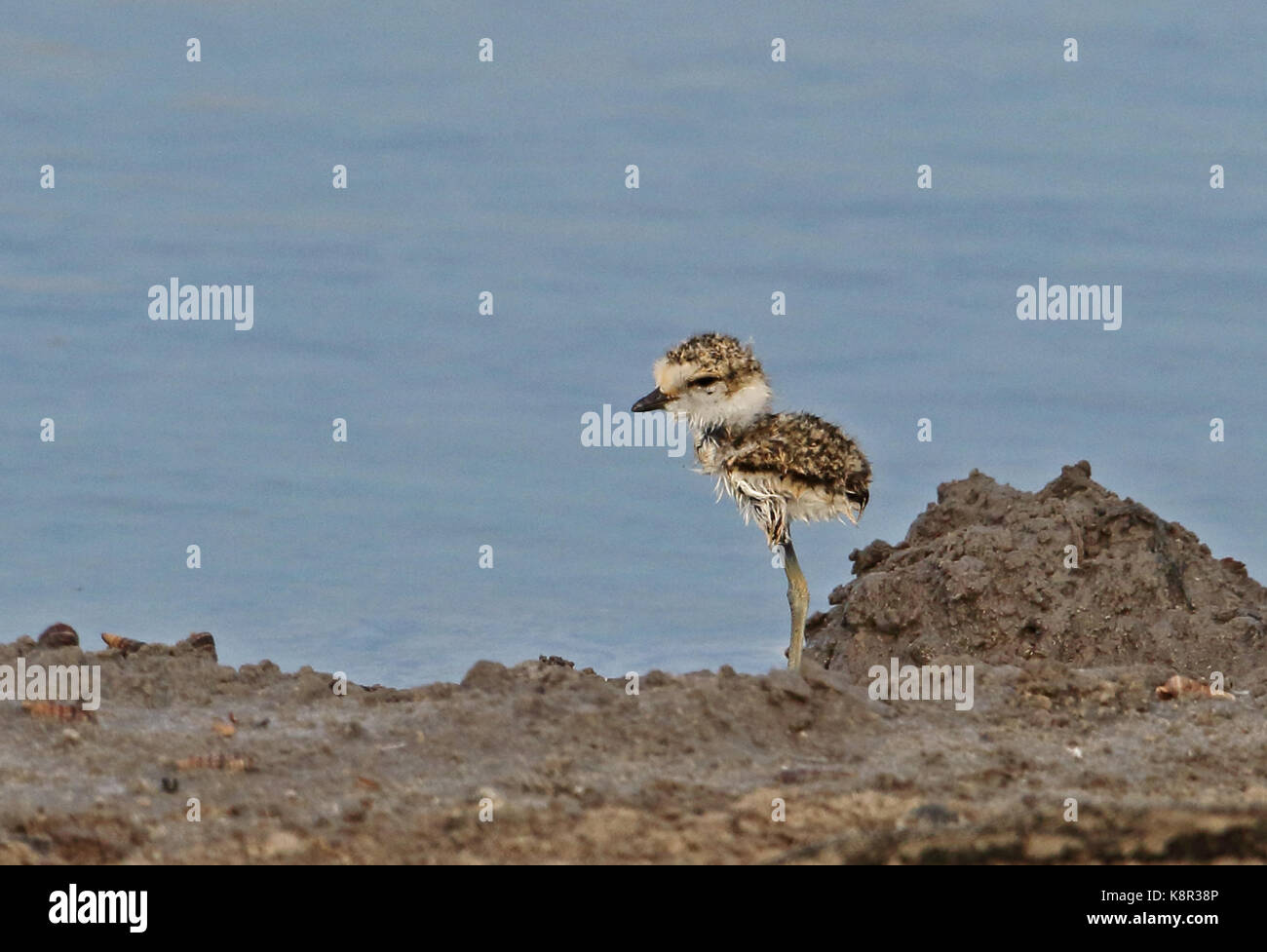 Shrimp ponds indonesia hi-res stock photography and images - Alamy
