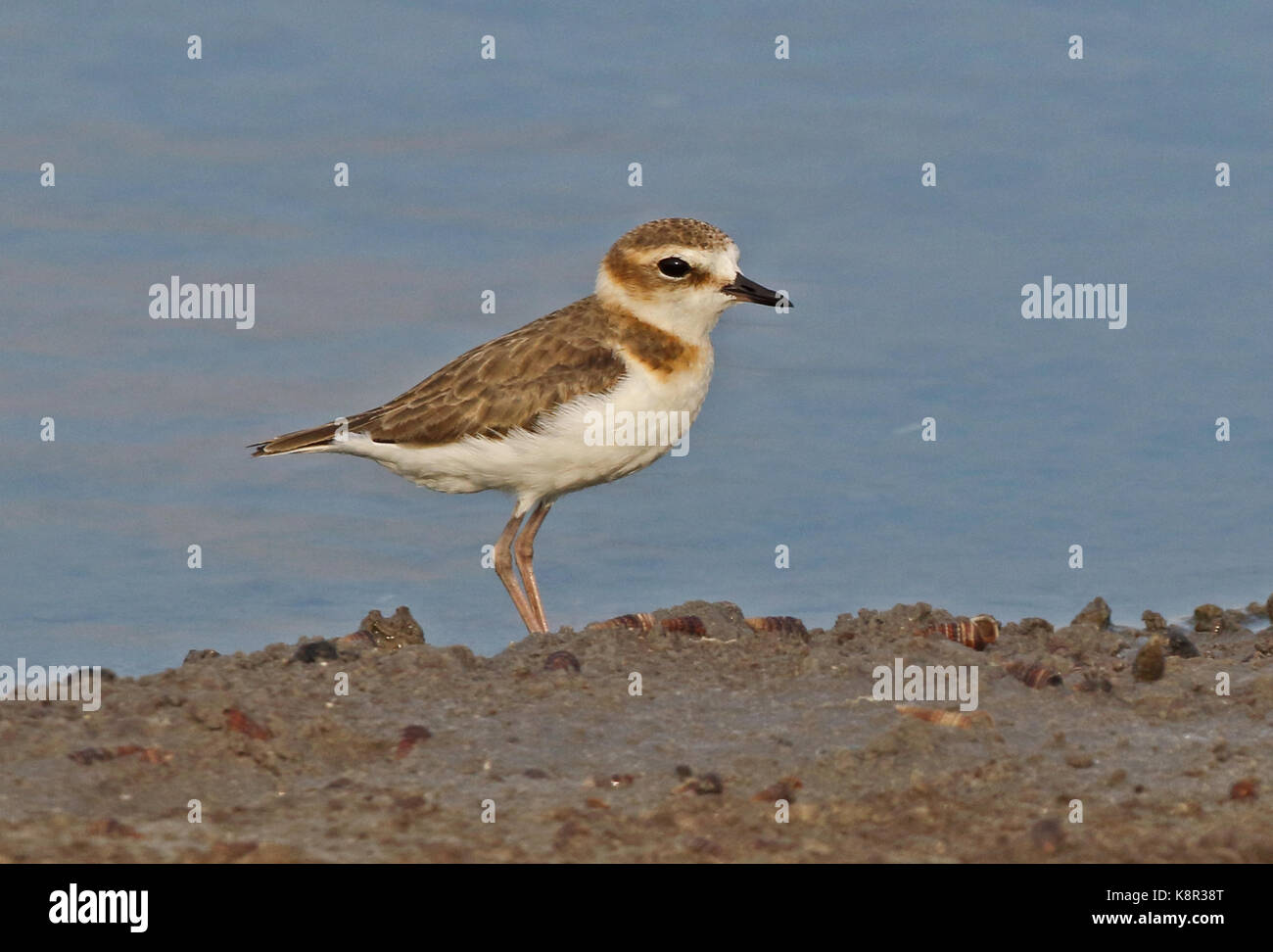 Javan Plover (Charadrius javanicus) adult female on bank of shrip ponds ...