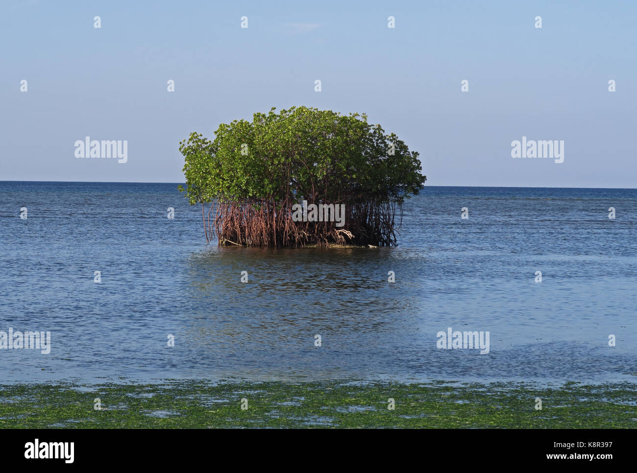 lone mangrove growing in sea Bali Barat NP, Bali, Indonesia July Stock ...