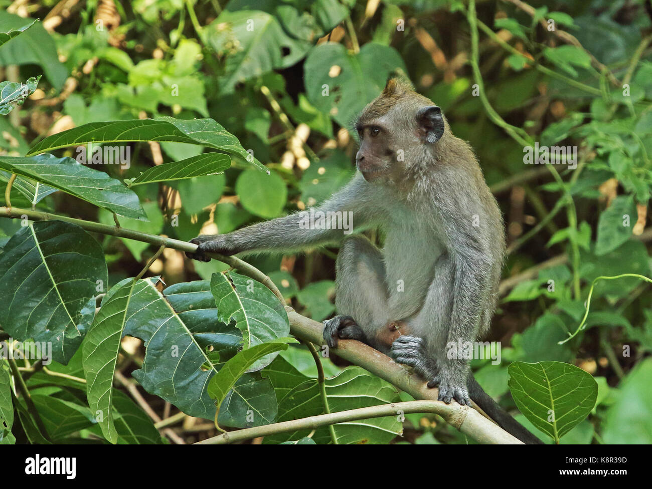 Long-tailed Macaque (Macaca fascicularis fascicularis) young male ...