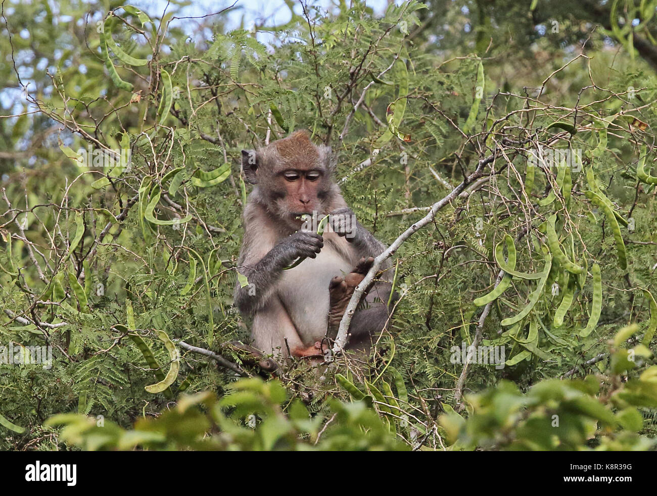 Long-tailed Macaque (Macaca fascicularis fascicularis) adult sitting in ...