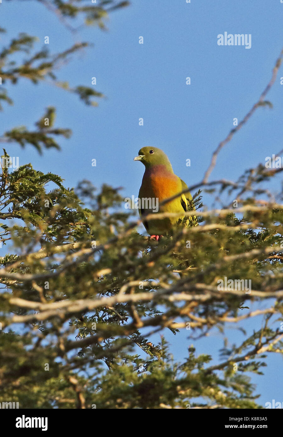 Pink-necked Green-pigeon (Treron vernans vernans) adult male perched on ...
