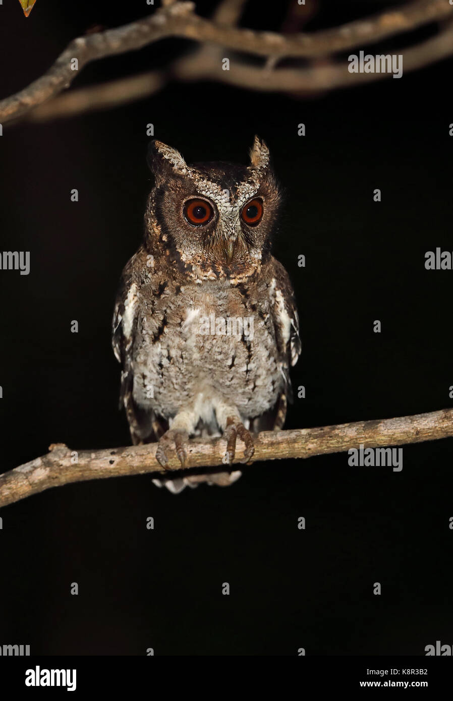 Sunda Scops-owl (Otus lempiji lempiji) adult perched on branch at night ...