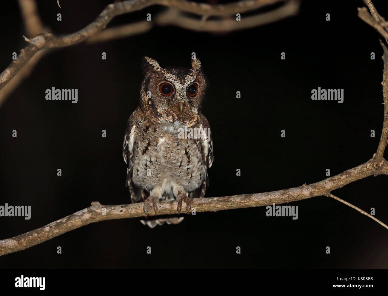 Indonesia scops owl hi-res stock photography and images - Alamy