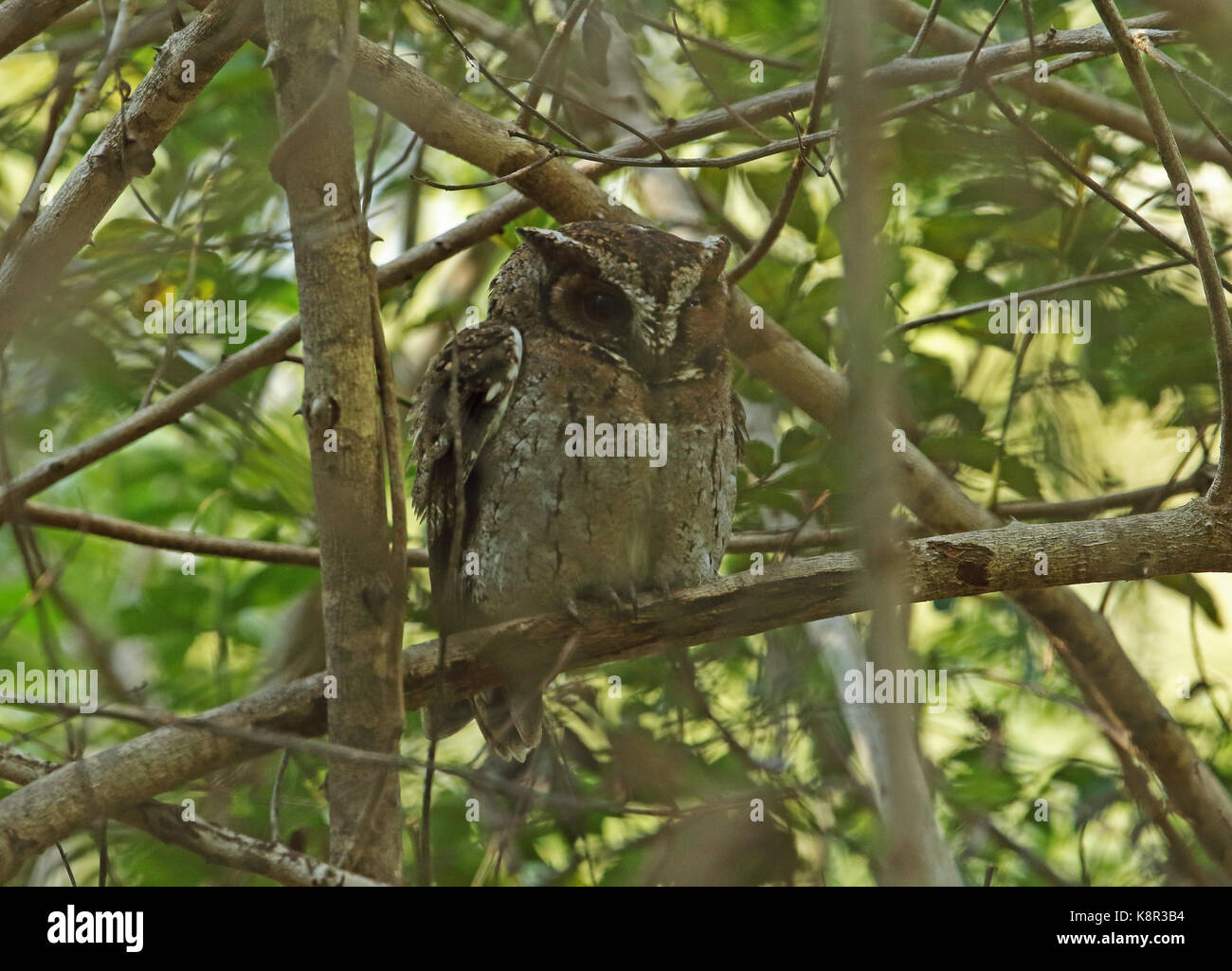 Indonesia scops owl hi-res stock photography and images - Alamy