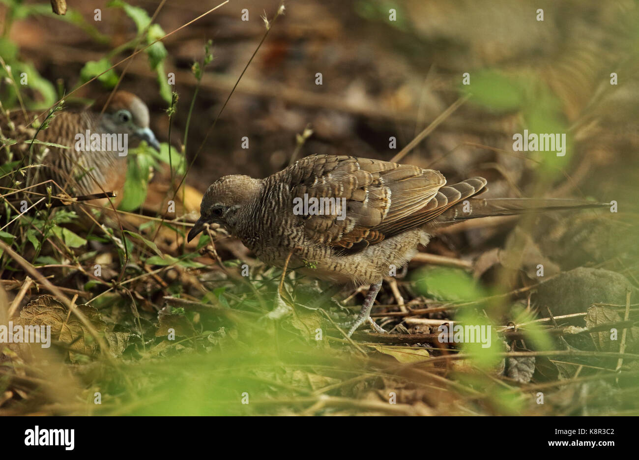 Zebra Dove (Geopelia striata) juvenile feeding on forest floor with ...