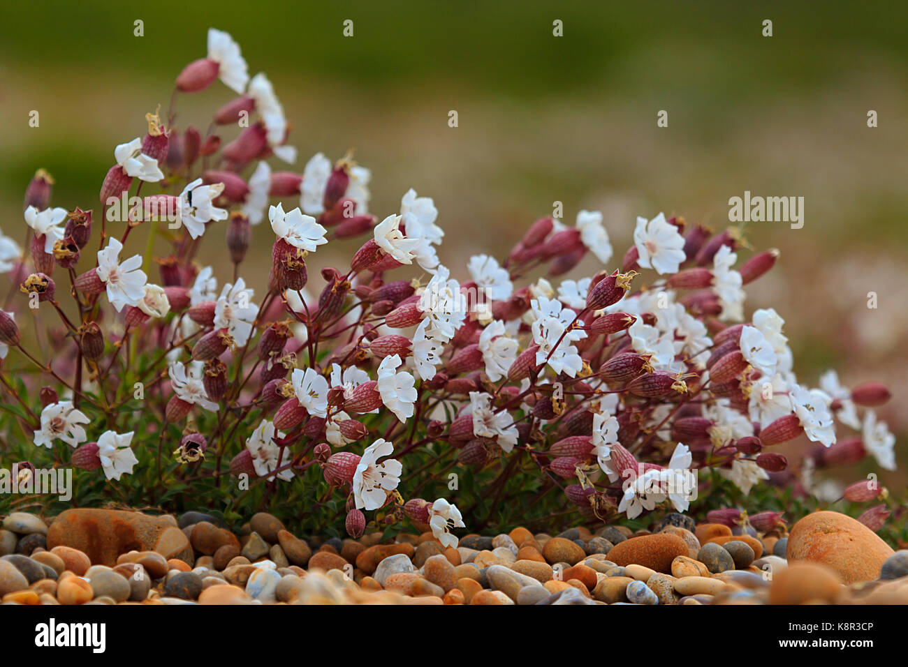 Flowering clump of sea campion (Silene maritima) on shingle at ...