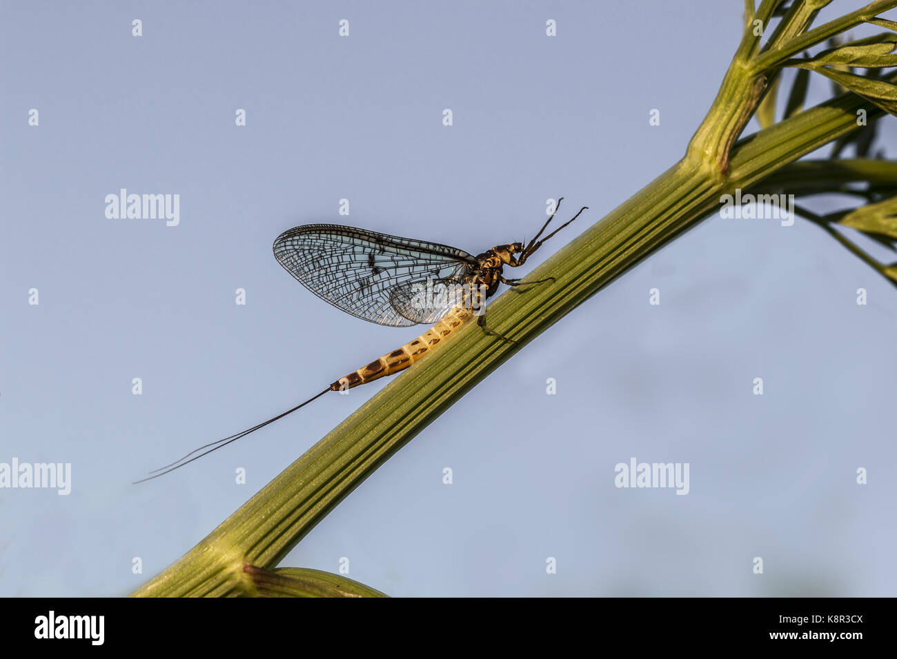 Mayfly (Ephemera danica) newly emerged on a riverside umbel flowerhead ...