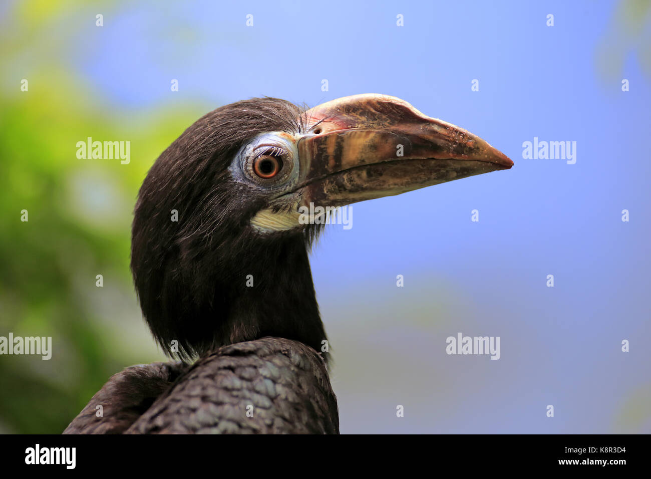 Visayan Tarictic Hornbill, (Penelopides panini panini), adult female ...