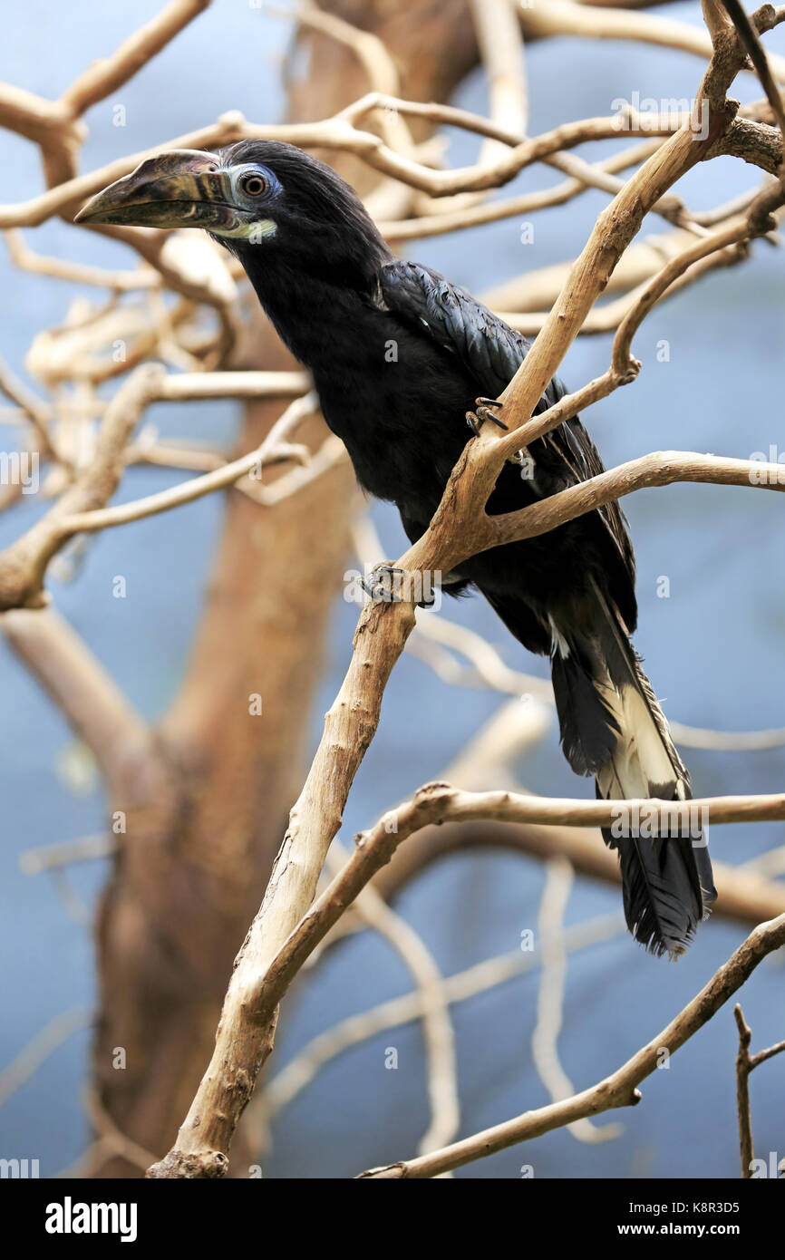 Visayan Tarictic Hornbill, (Penelopides panini panini), adult female on ...