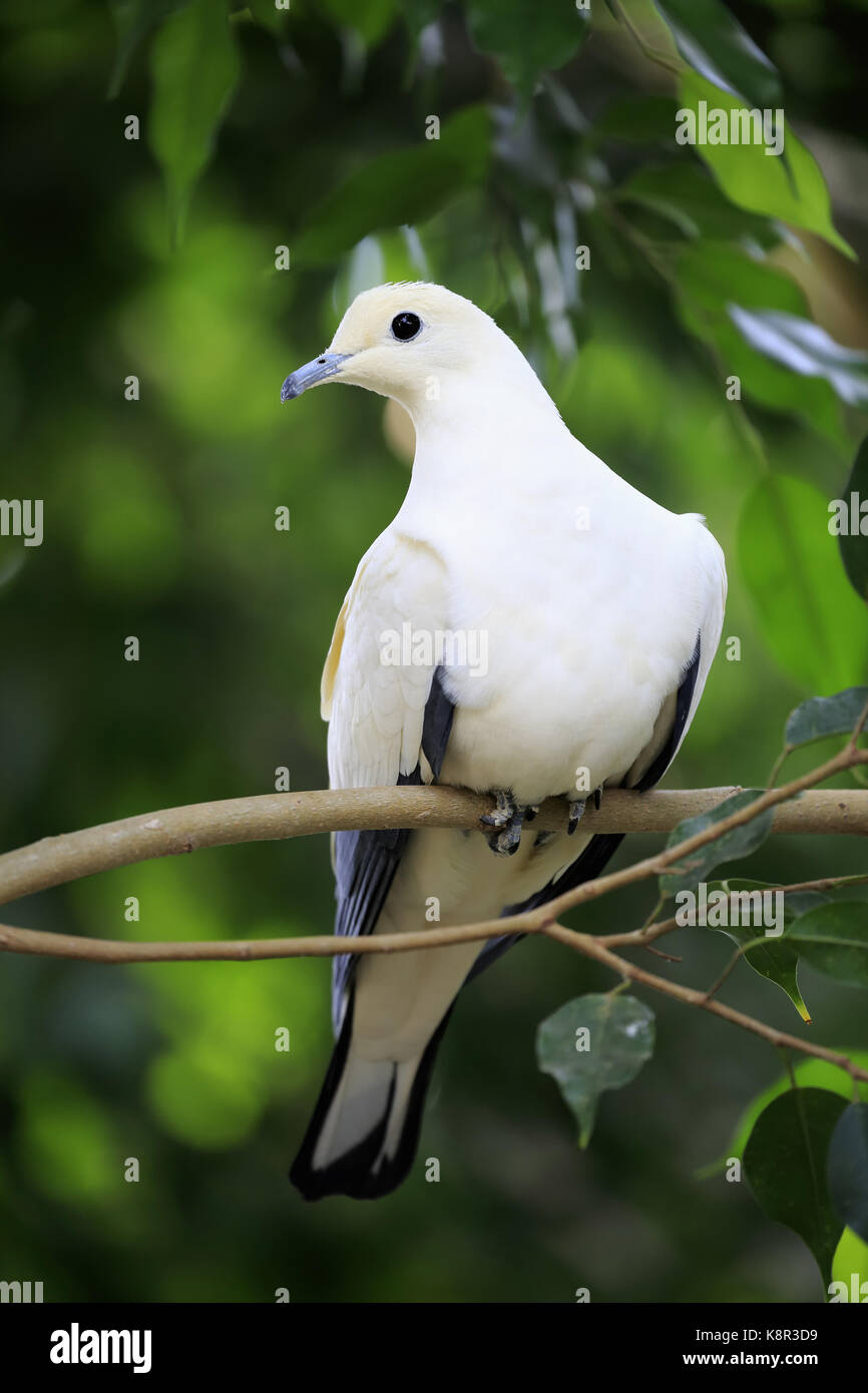 Torres Strait imperial-pigeon, (Ducula bicolor), adult on tree ...