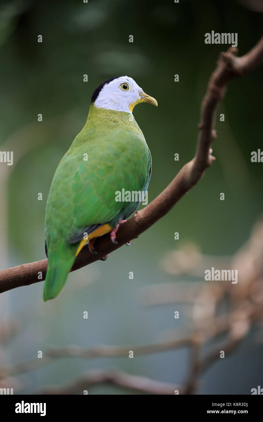 Black naped fruit dove hi-res stock photography and images - Alamy