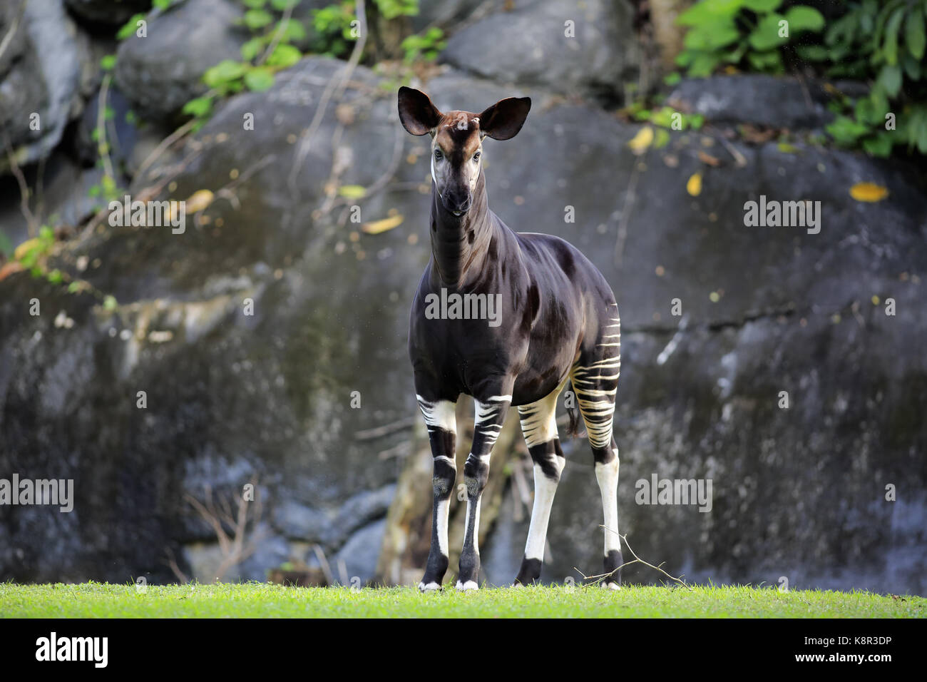 Okapi In The Wild