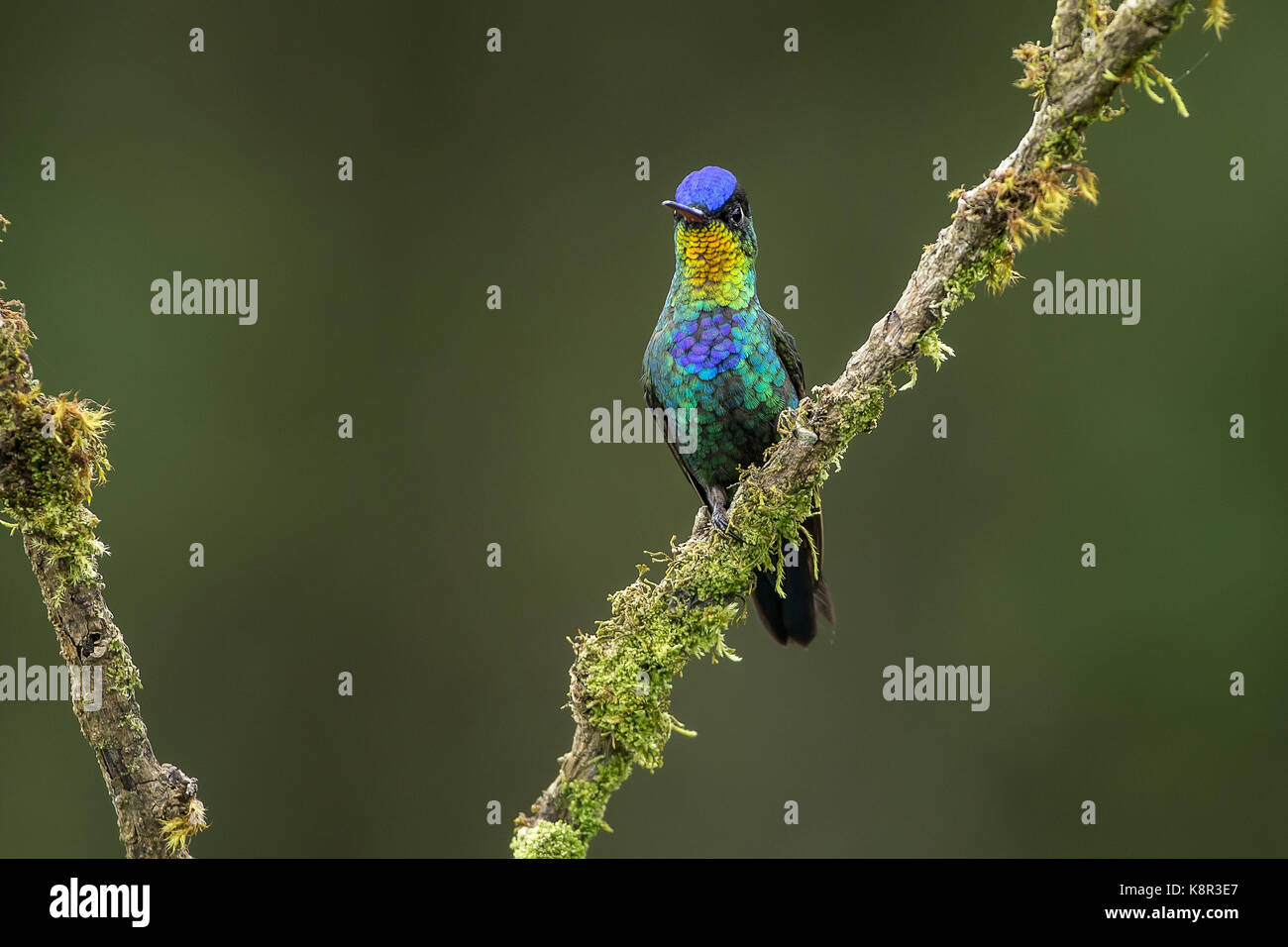 Fiery-throated hummingbird (Panterpe insignis), frontal view, Talamanca ...