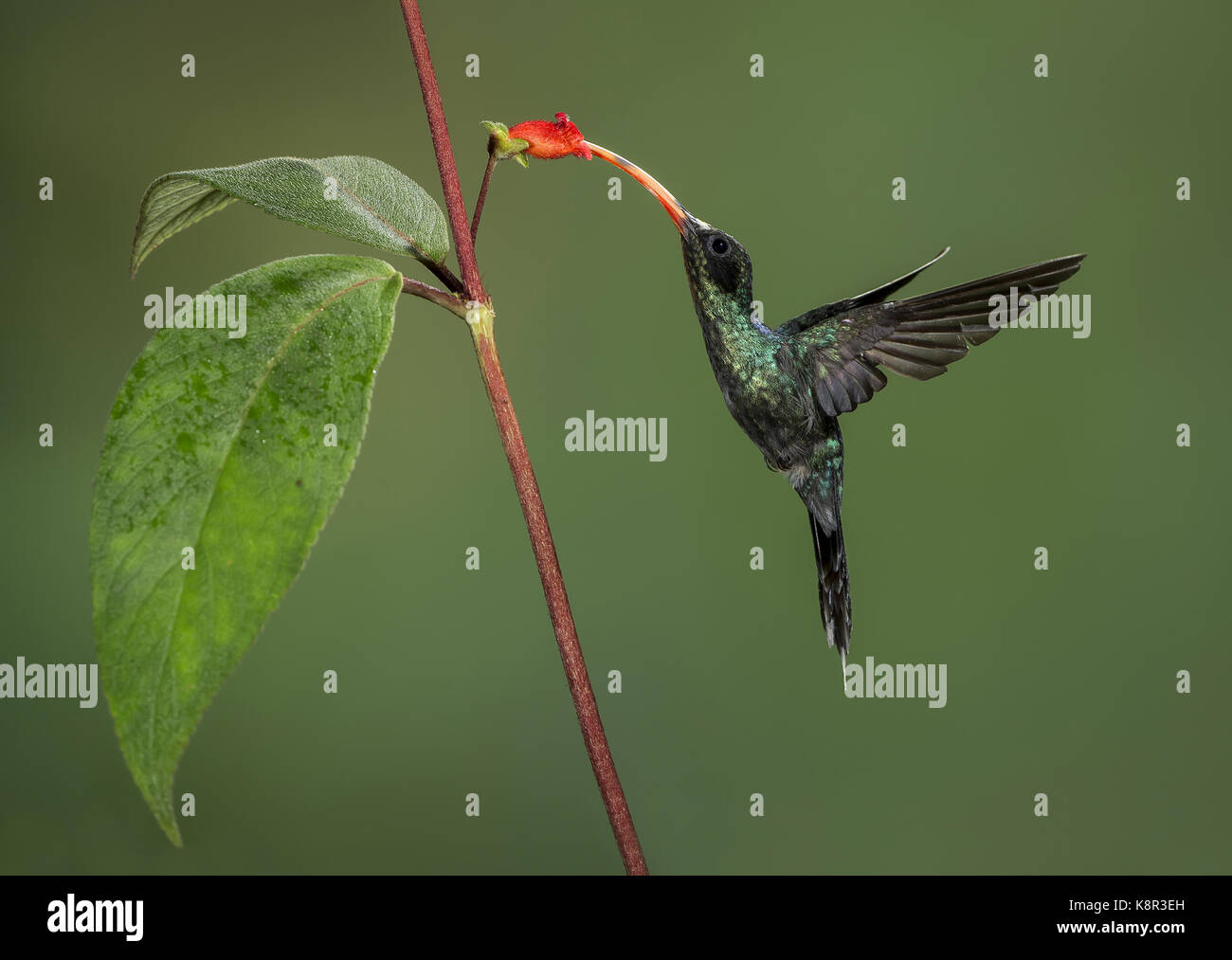 Green hermit (Phaethornis guy), male feeding on flower, Costa Rica ...