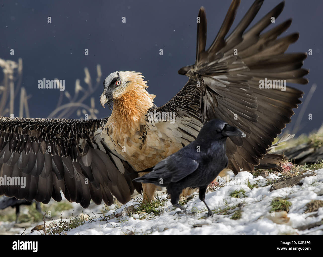 Raven eating carrion hi-res stock photography and images - Alamy