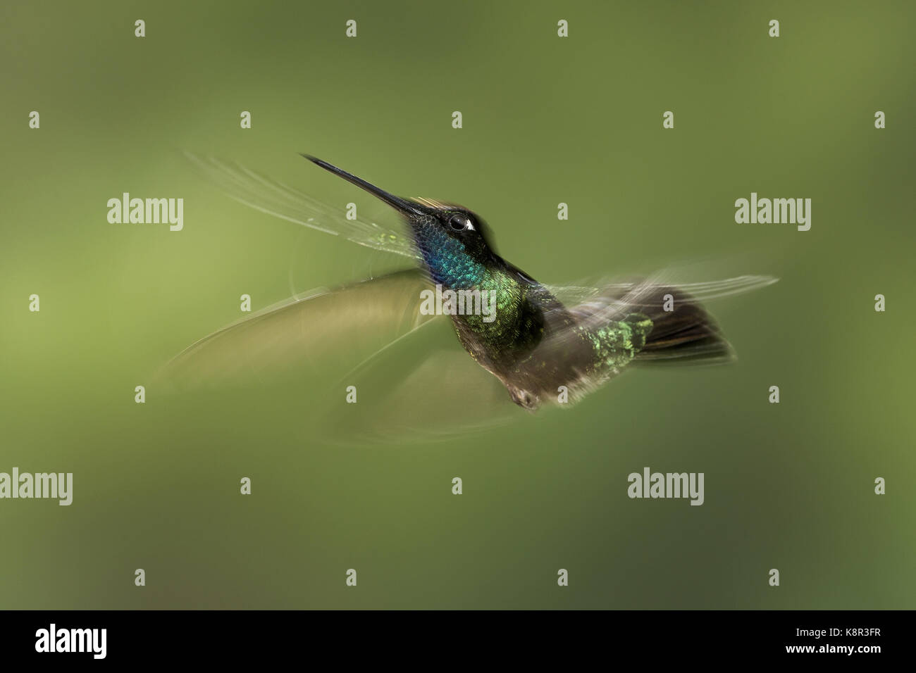 Magnificent hummingbird (Eugenes fulgens), male hovering, Talamanca ...