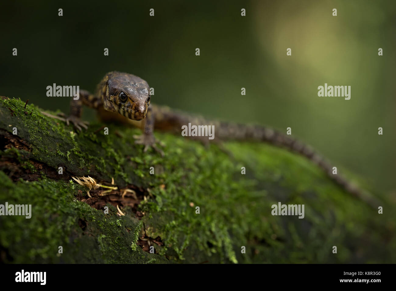 Yellow-spotted Tropical Night lizard (Lepidophyma flavimaculatum ...