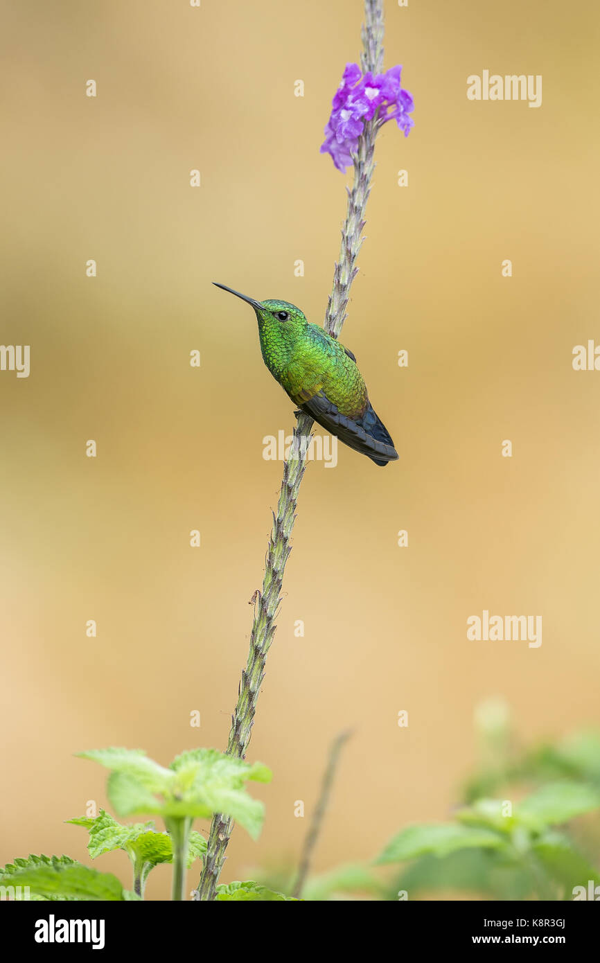 Steely-vented hummingbird (Amazilia saucerrottei), perched on verbena ...